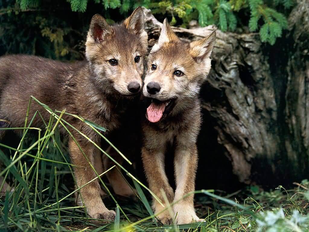 Wolf Pups Facts Life Of A Young Wolf